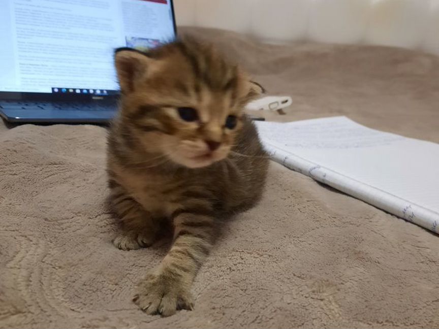 Смесь вислоухой с простым