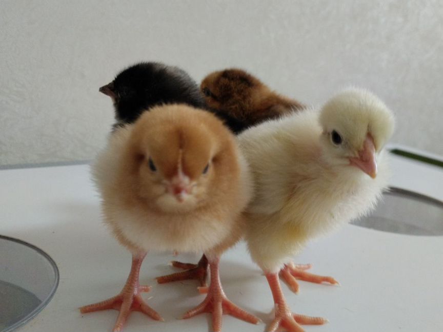 Цыплята несушки