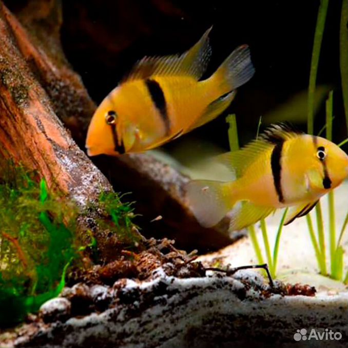 Цихлида Гвианакара Гейи (Guianacara geayi)