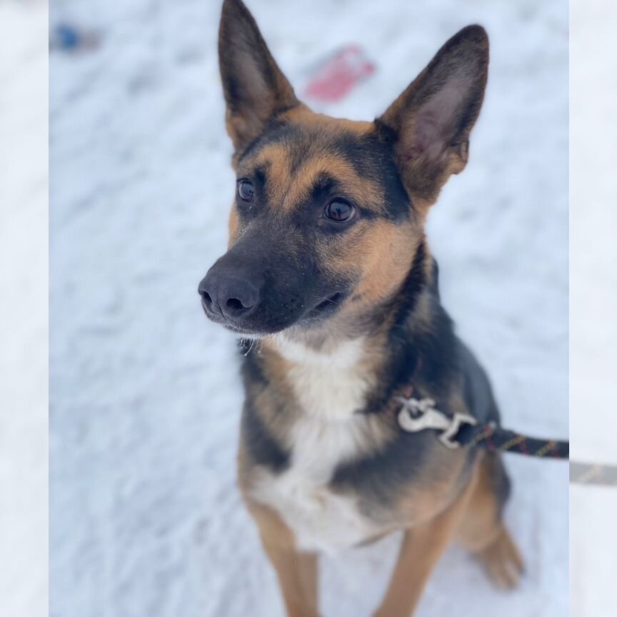 Немецкая овчарка, щенок