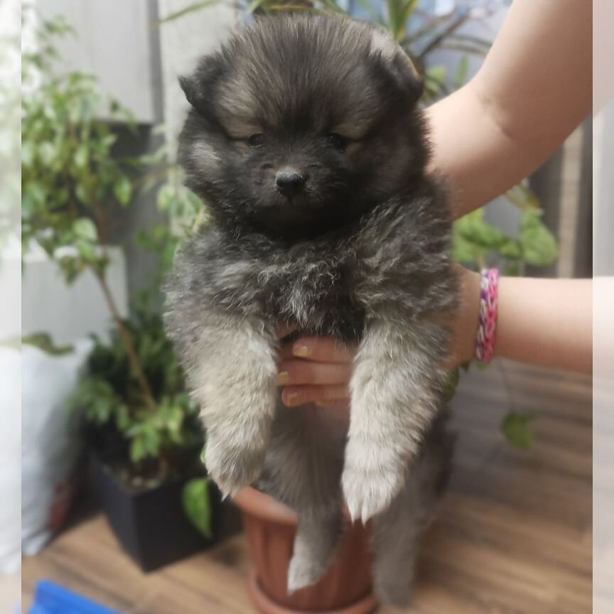 Померанский шпиц
