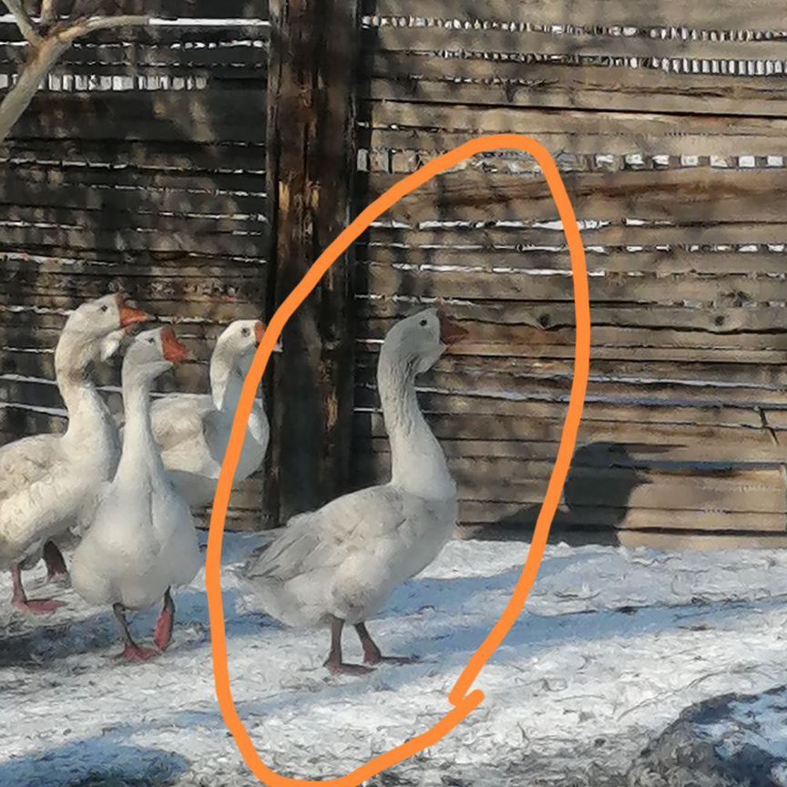 Холмогорские гуси