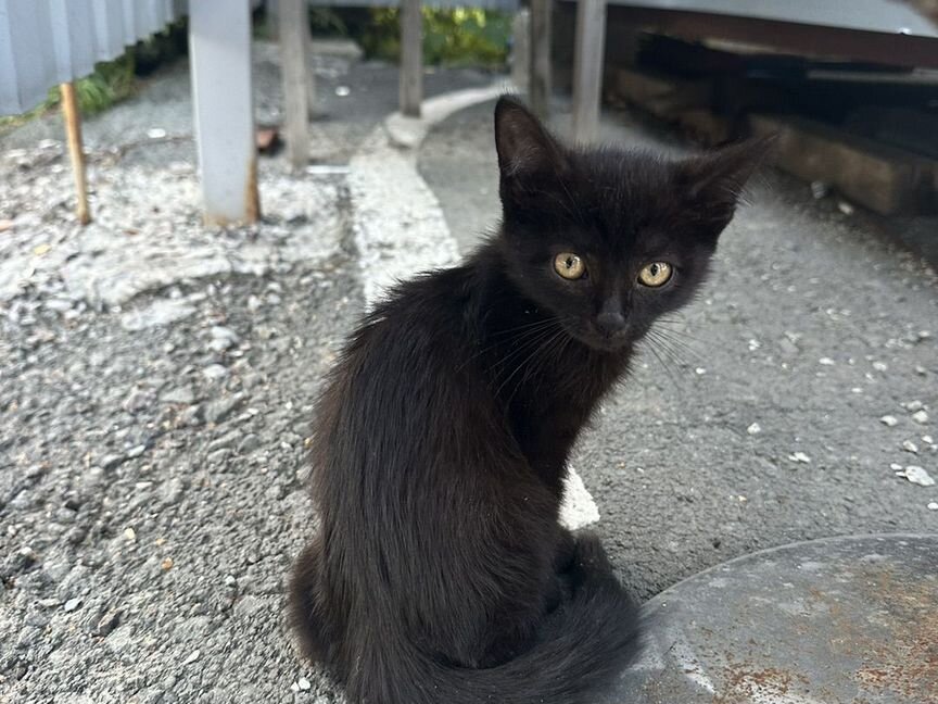 Кошка