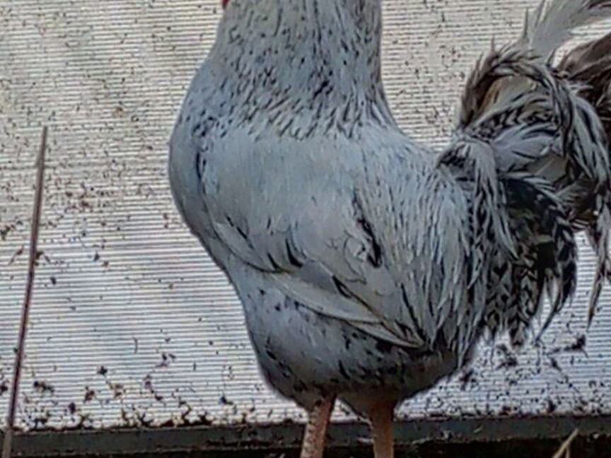 Петух красавец, селезень индийский бегунок, 2года