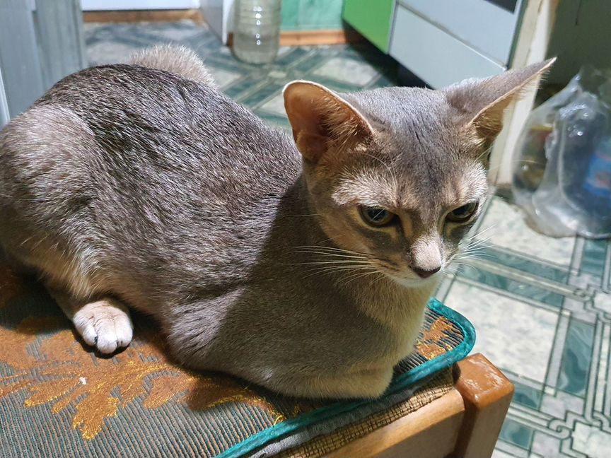 Ищу кота абиссинской породы для вязки