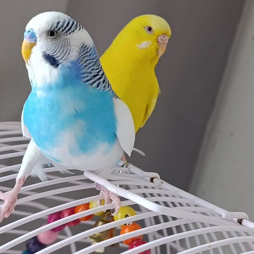 Волнистый попугай с клеткой