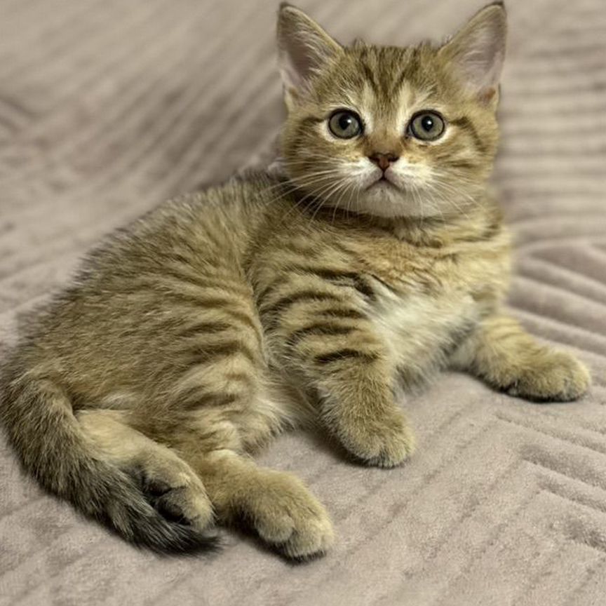 Шотландский прямоухий длинношёрстный котёнок