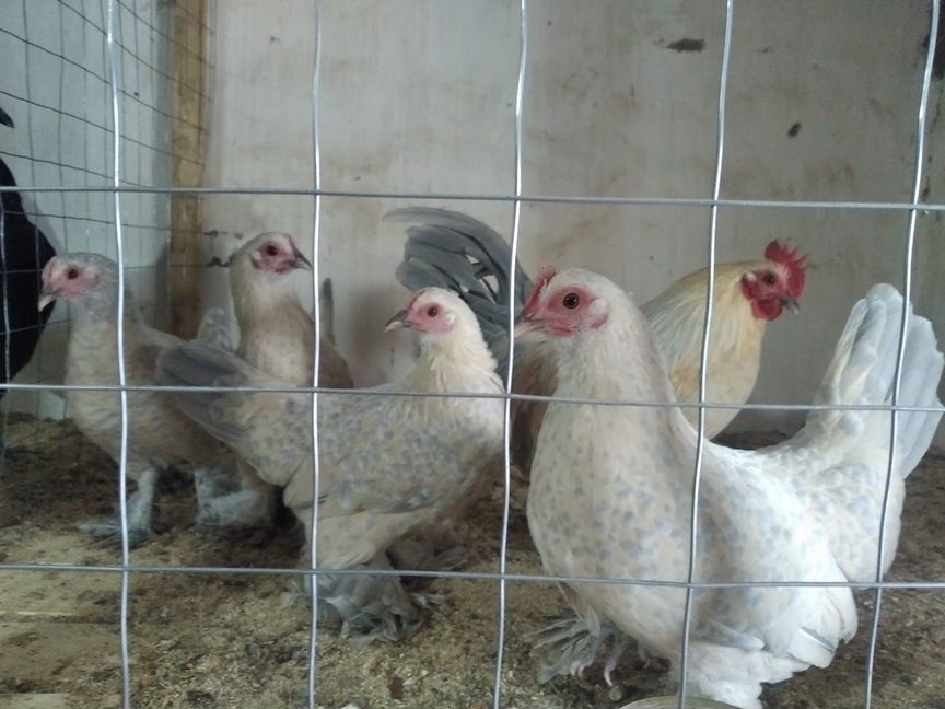 Инкубационное яйцо и цыплята