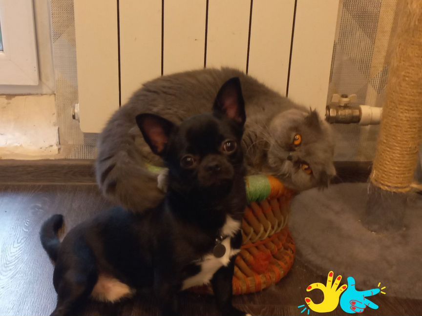 Вязка чихуахуа