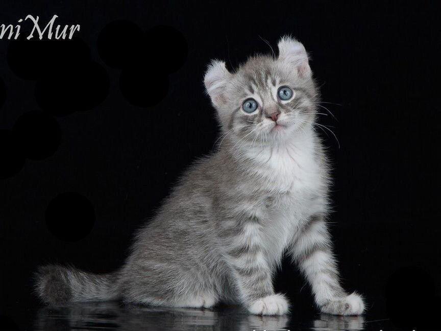 Американский керл котята