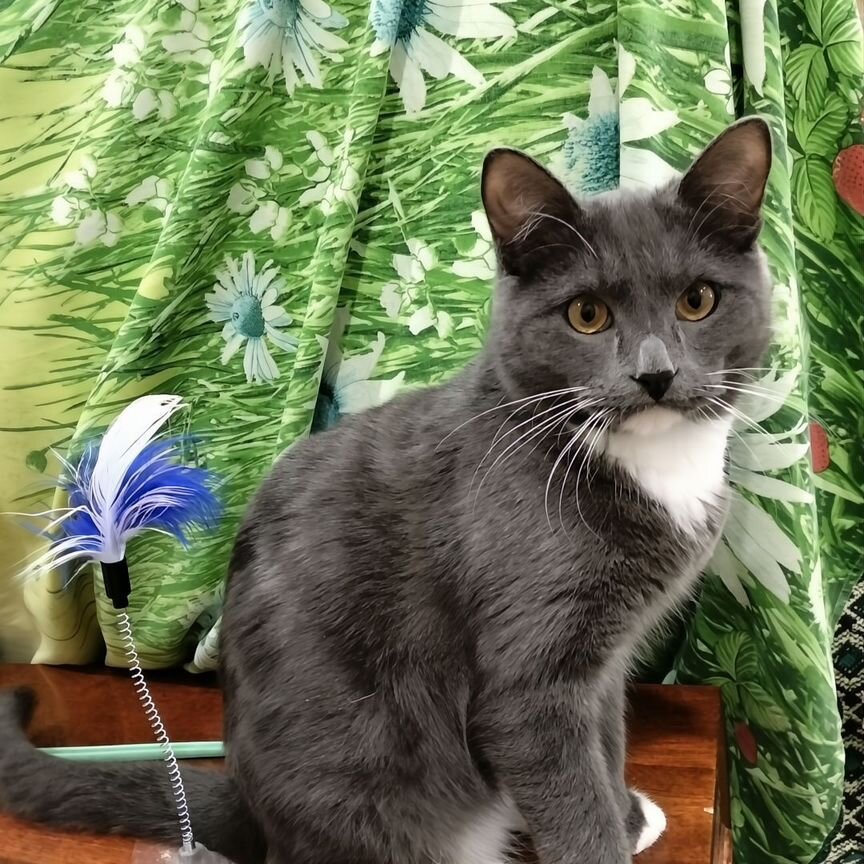 Шотландский прямоухий короткошёрстный котёнок