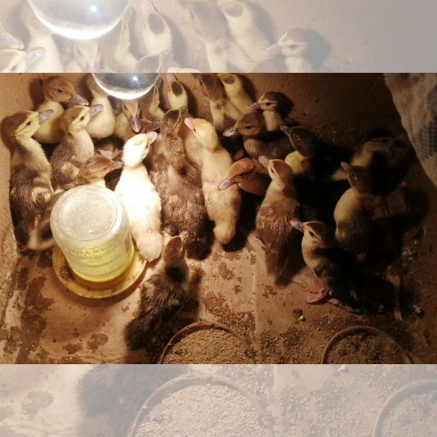 Утята индоутки