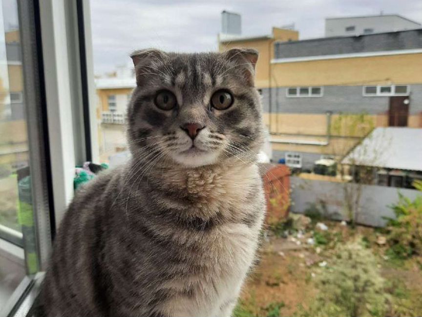 Шотландский кот вязка
