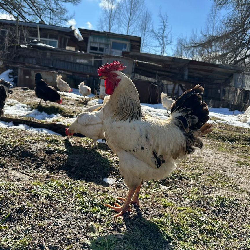 Продажа Петухов