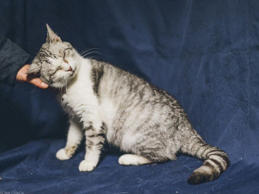 Особенная кошка Фрея в добрые руки бесплатно