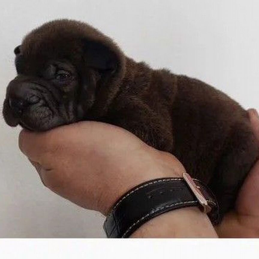 Шарпей, щенок