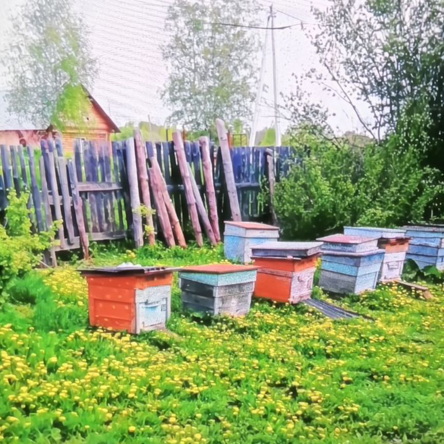 Продам пчел с ульями
