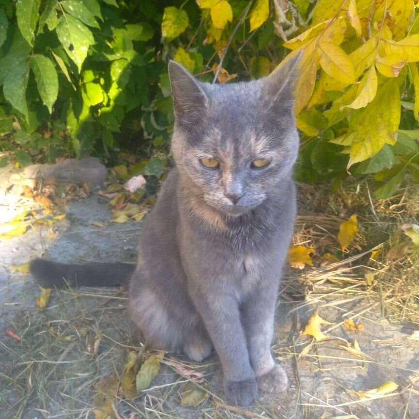 Кот