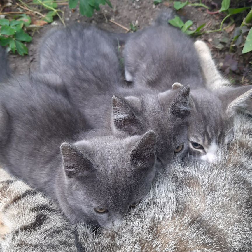Котята бесплатно, 3 мальчика 2,5 мес
