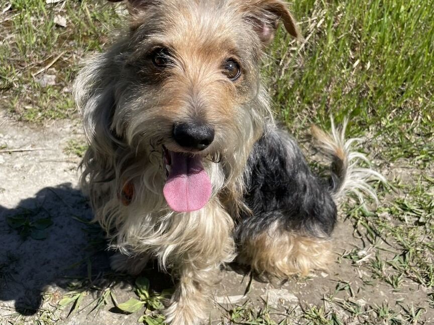 Собака в добрые руки