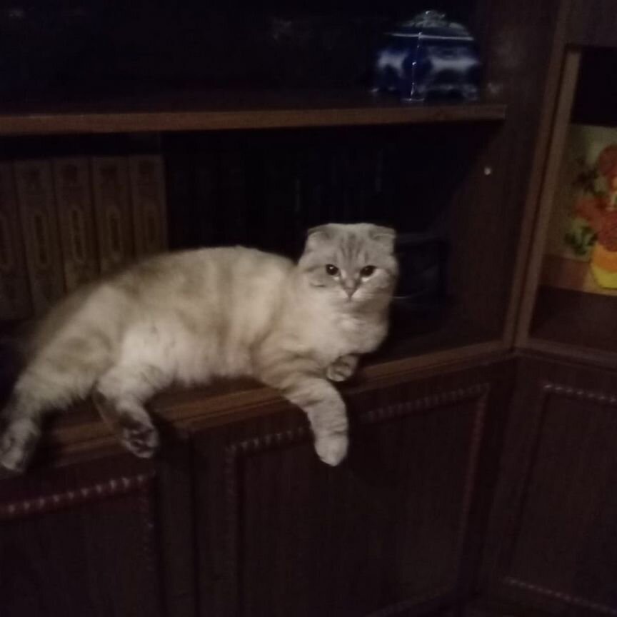 Кошка шотландская вислоухая