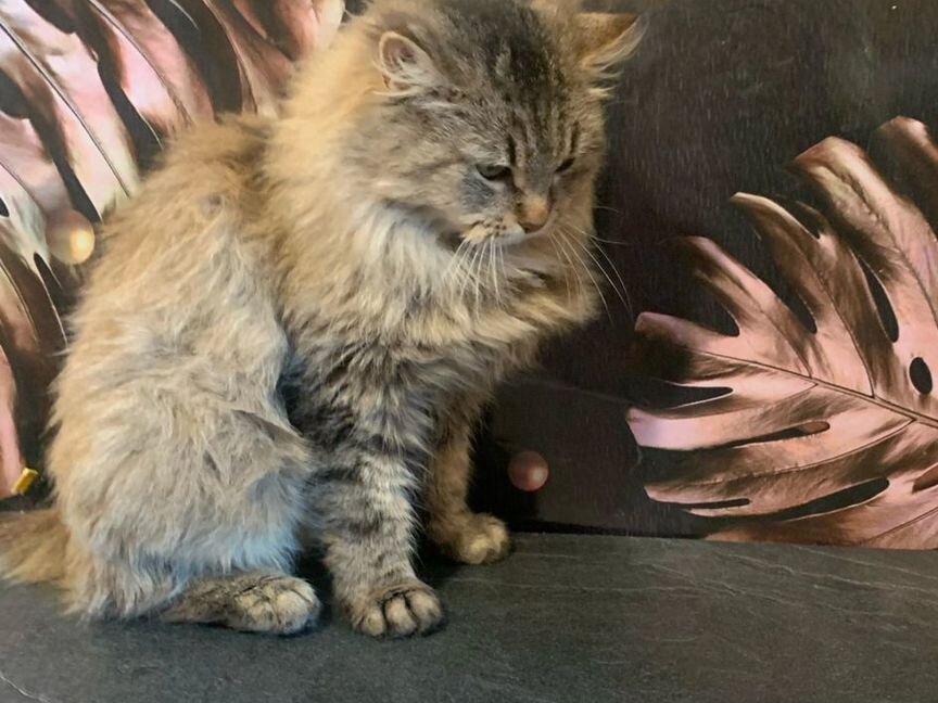 Красота спасёт мир