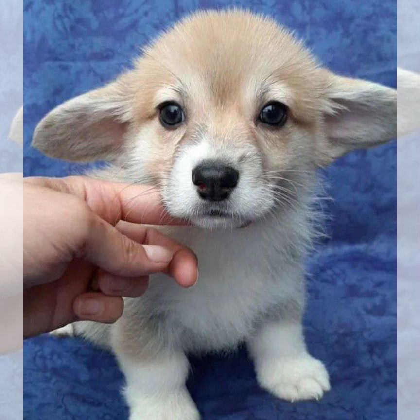 Вельш Корги Пемброк, щенок