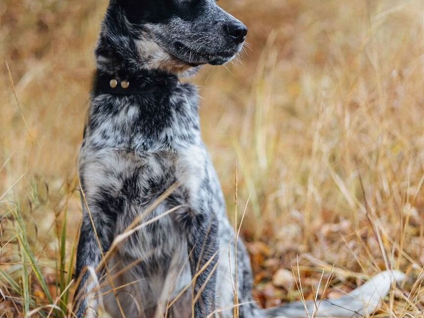 Курцхаар метис Спотти в добрые руки