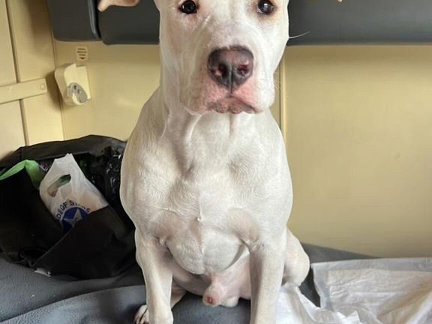 Случка собак