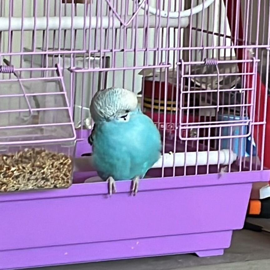 Волнистый попугай