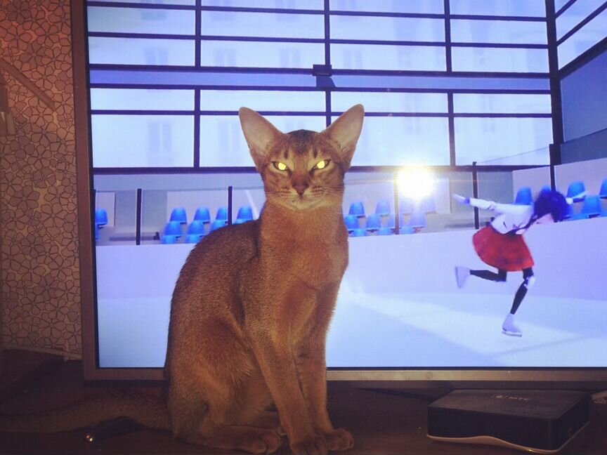 Передержка