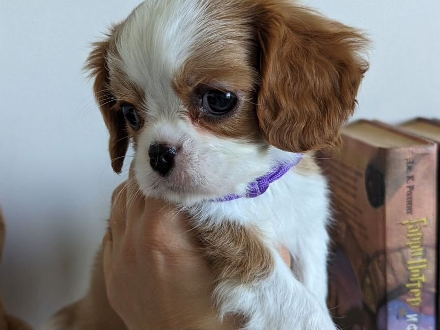 Девочка мини Кавалер-кинг-чарльз-спаниель бленхейм