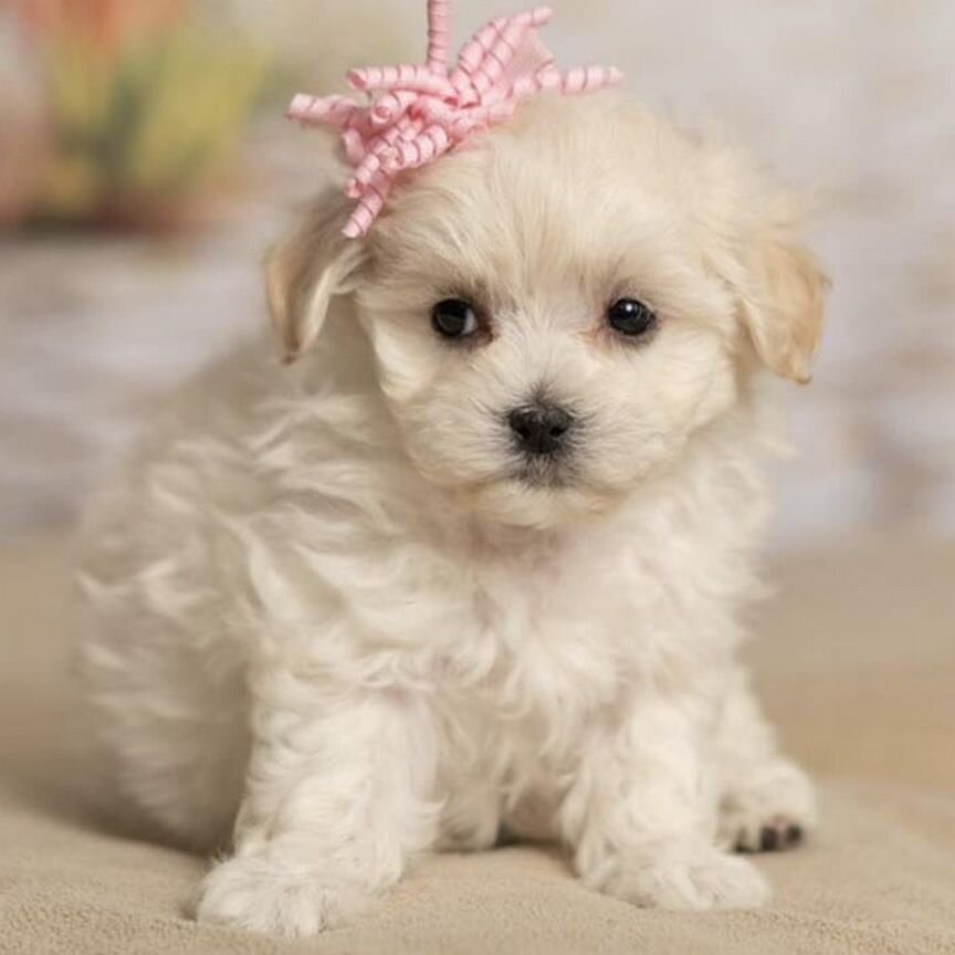 Мальтипу, щенок