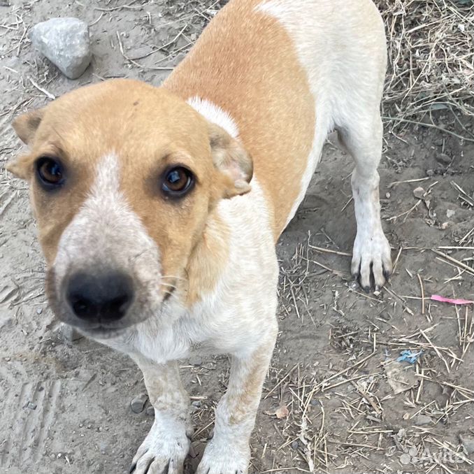 Щенок рыжуля в добрые руки