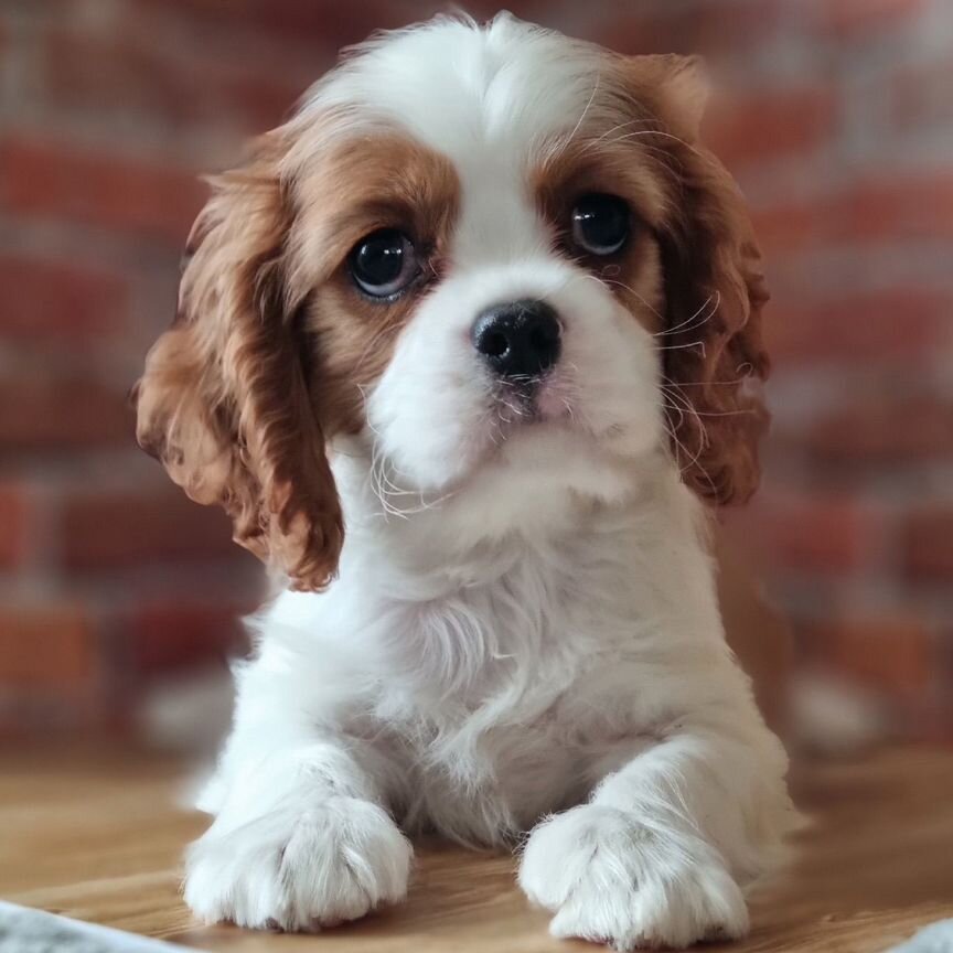 Кавалер кинг-чарльз-спаниель, щенок