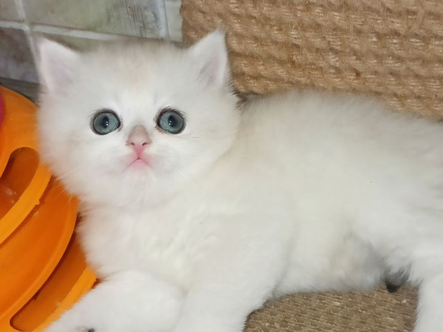 Шикарный котик серебристая шиншилла