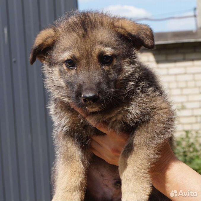 Щенки 5 отдаются в добрые руки