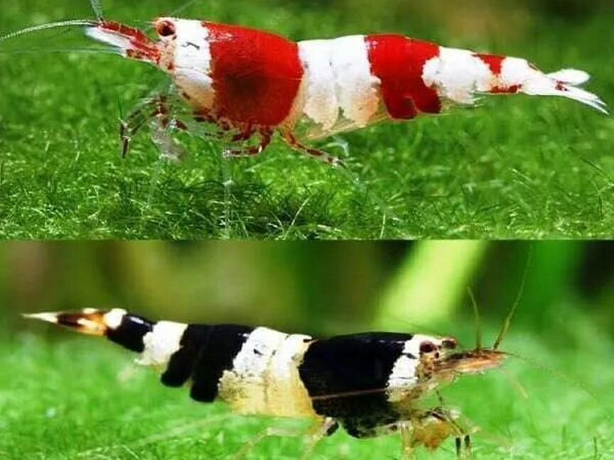 Креветки кристалл