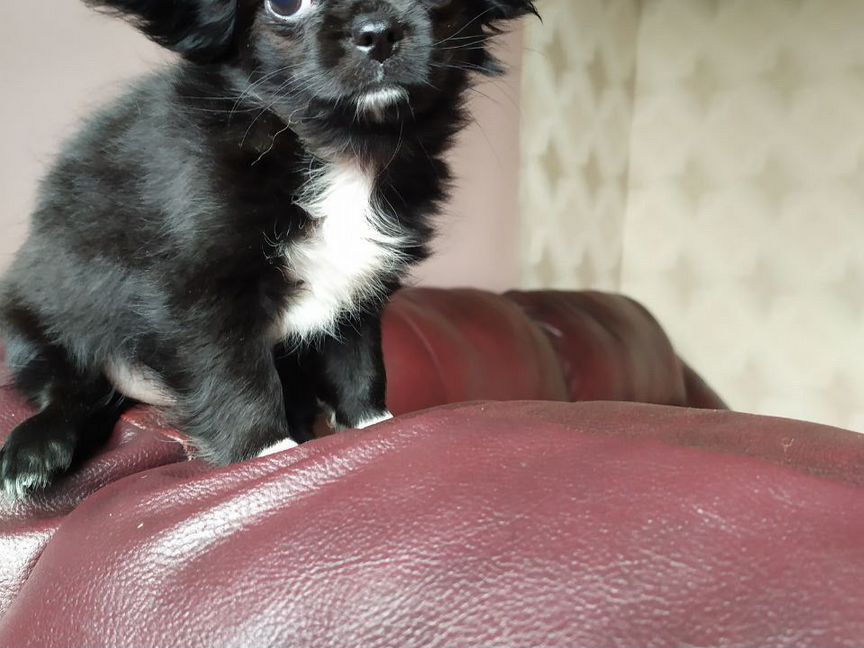 Той-терьер и чихуахуа