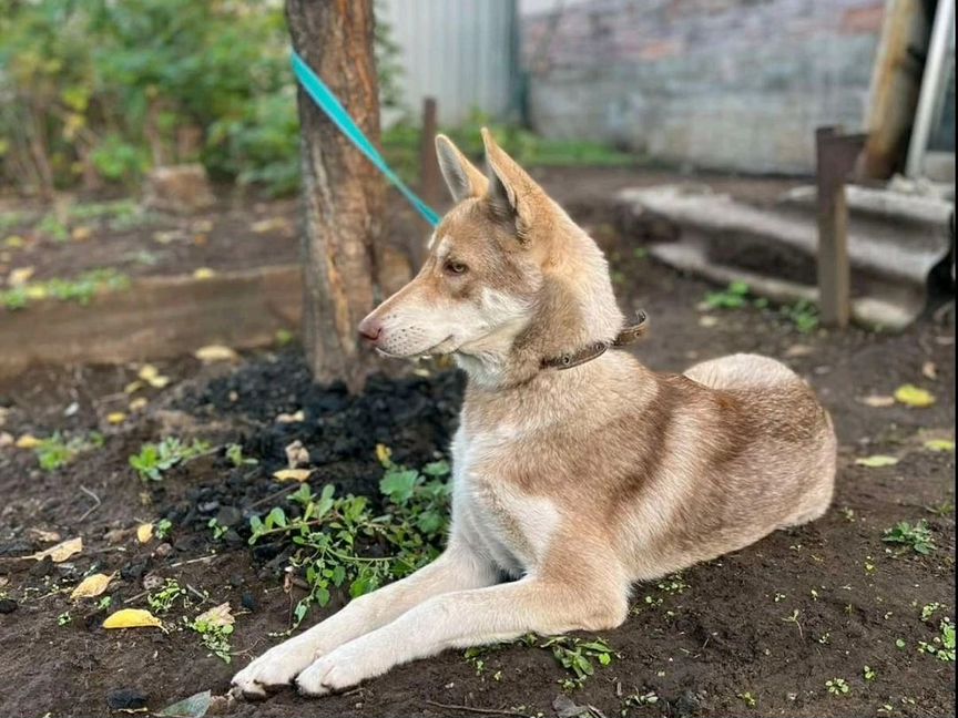 Хаски в добрые руки