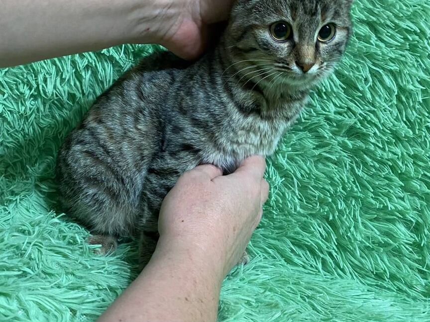 Шотландская кошечка в дар