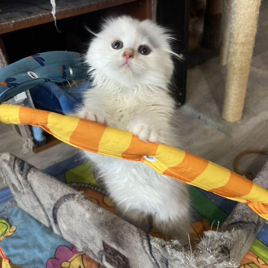 Шотландский вислоухий длинношёрстный котёнок