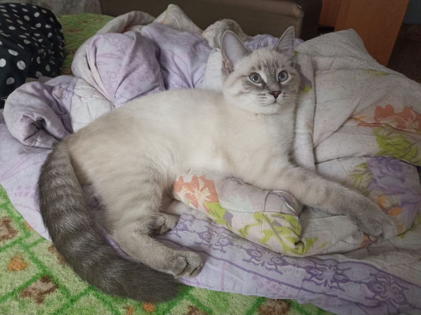 Красавица кошечка котенок