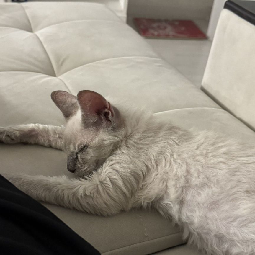 Отдадим котенка в добрые руки