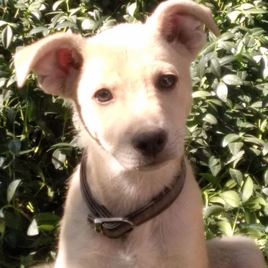 Милый щенок в замечательные,добрые руки