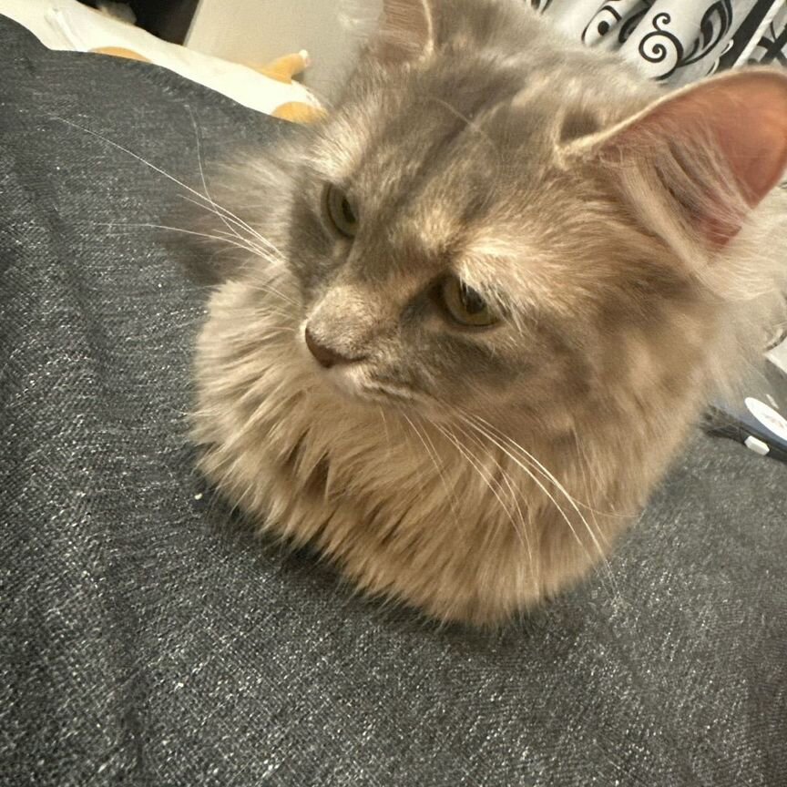 Кошка в добрые руки