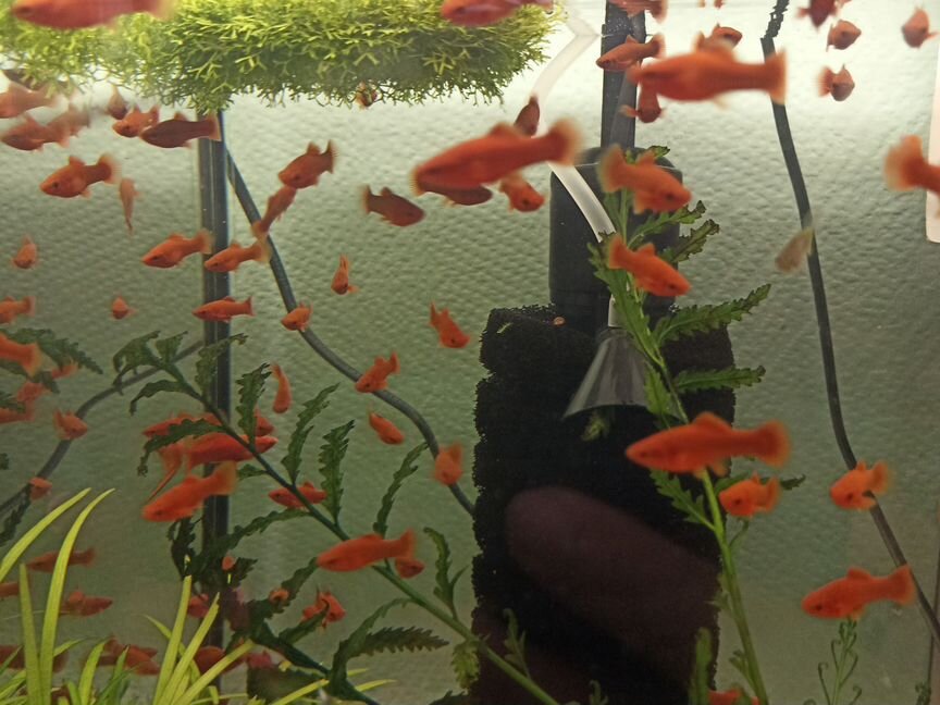 Меченосцы красные