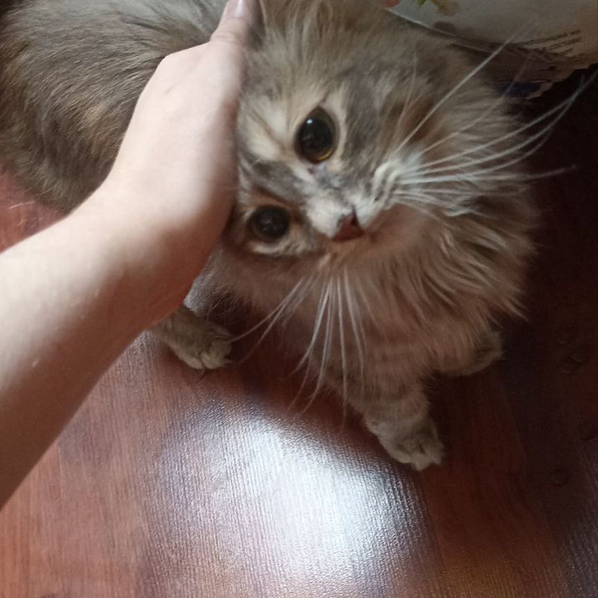 Котенок очень нежная