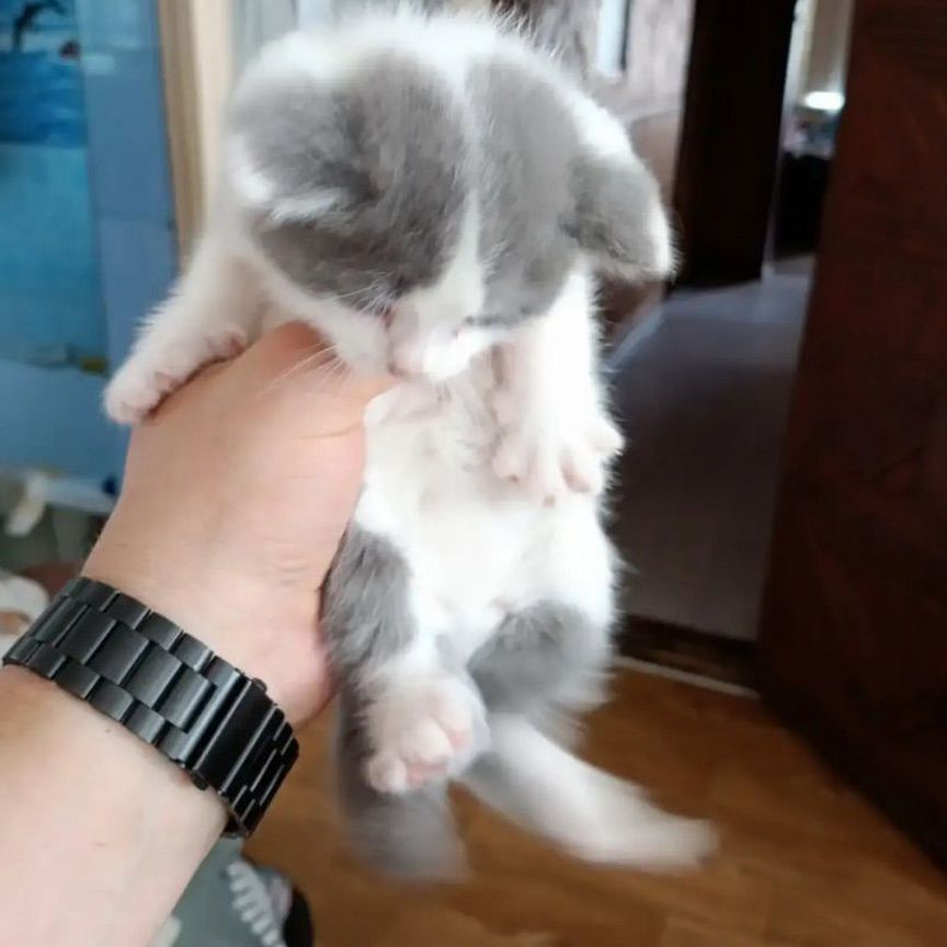 Шотландский вислоухий длинношёрстный котёнок