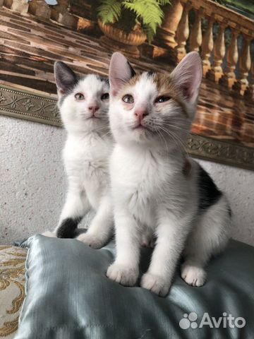 Красивые ласковые котята